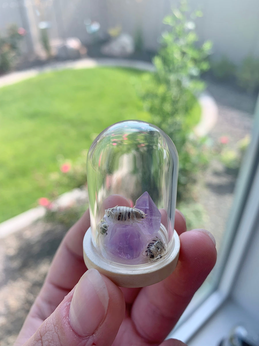 Dairycow Isopod Display – Euphoria Findz